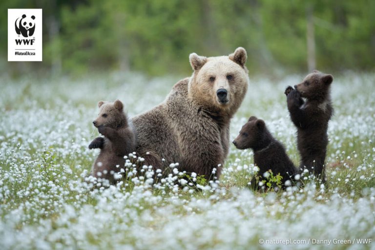WWF-România inițiază un nou proiect în zona de graniță dintre Slovacia ...